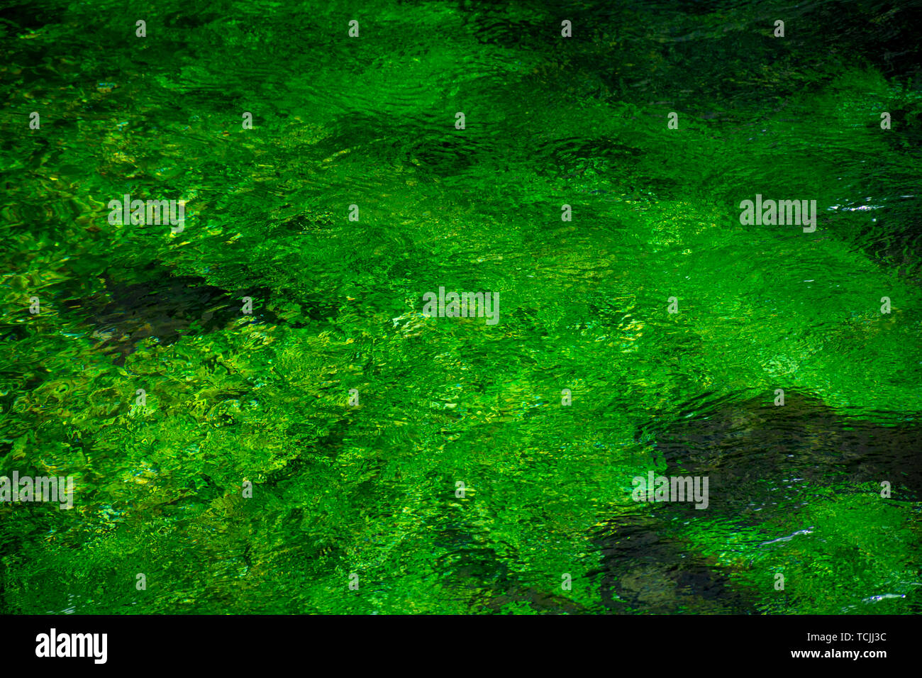 River stream with emerald green water and green water plants, nature ...