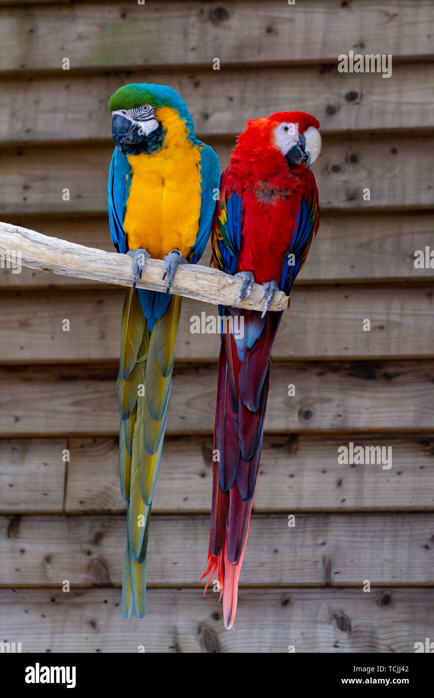 Macaw scarlet and blue-and-yellow parrots, long-tailed colorful exotic ...