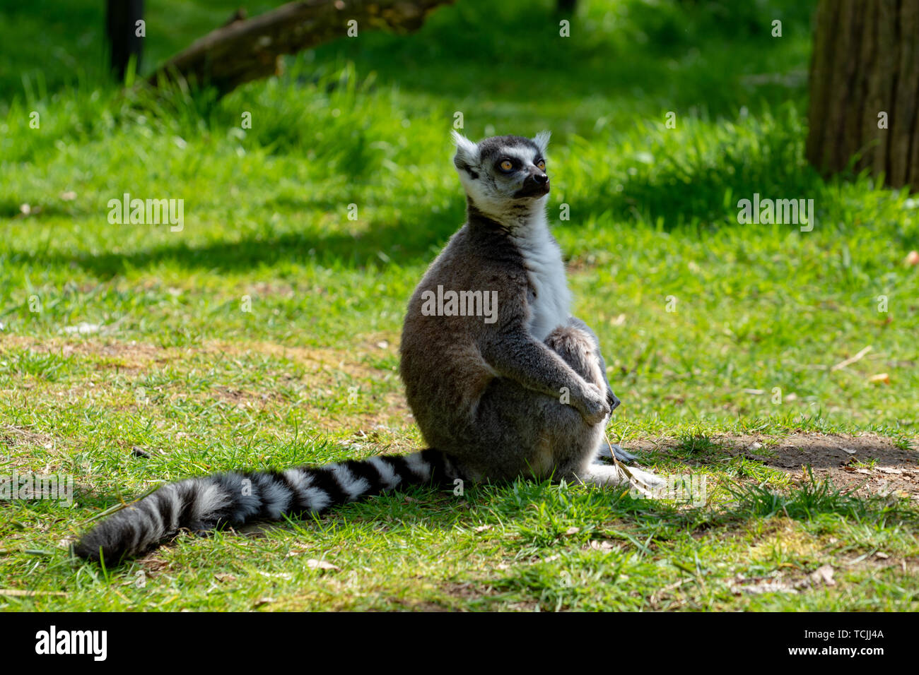 Ring-tailed lemur, lemur catta, sitting on green grass in zoo Stock ...