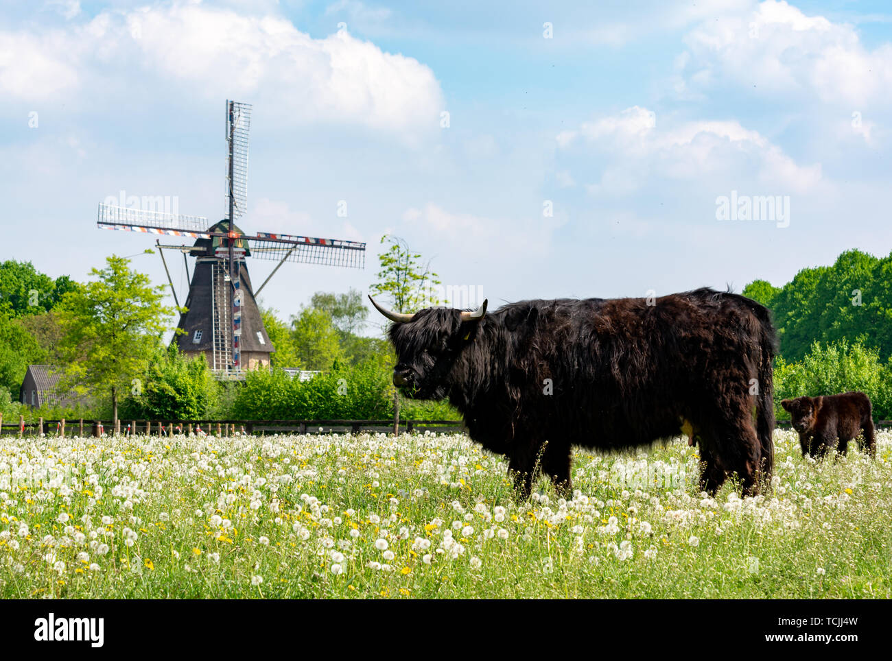 Countryside landscape with black scottish cow angus, pasture with wild ...