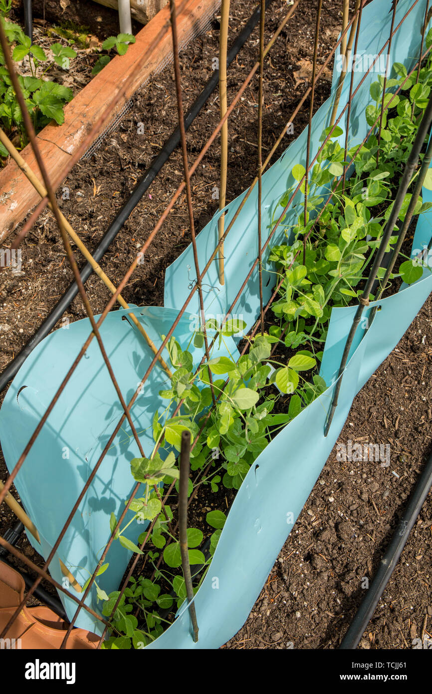 Issaquah, Washington, USA. Heirloom Golden Sweet Snow Pea plants ...