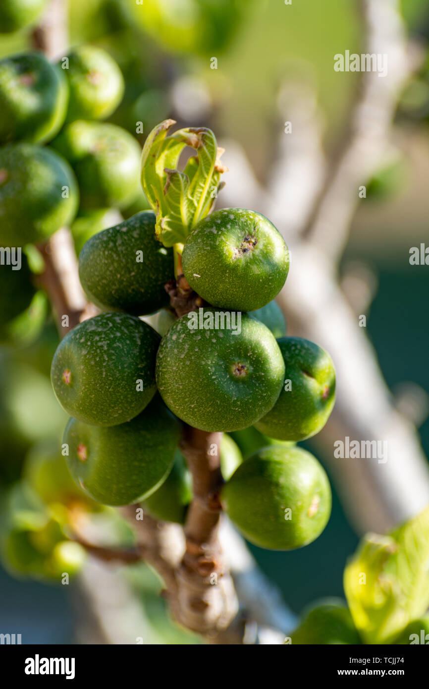 Unripe green figs fruits riping on fig tree close up with blue sky ...