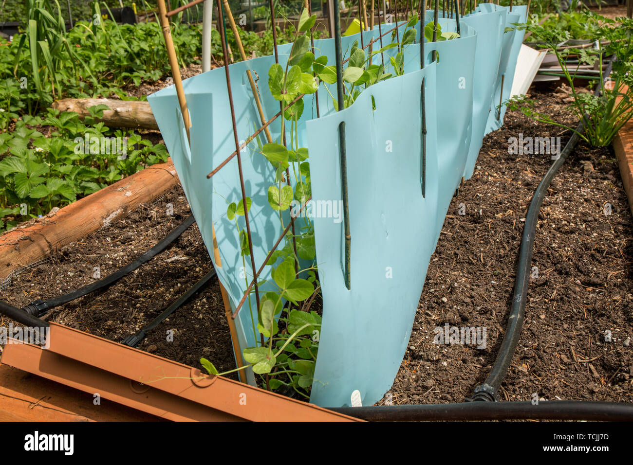 Issaquah, Washington, USA. Heirloom Golden Sweet Snow Pea plants ...
