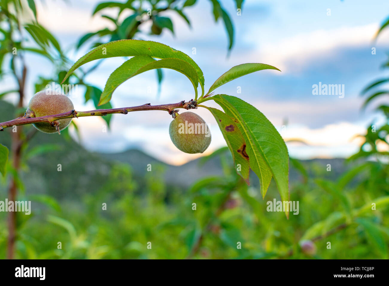 Small unripe apricots fruits riping on apricot tree in spring, farming ...