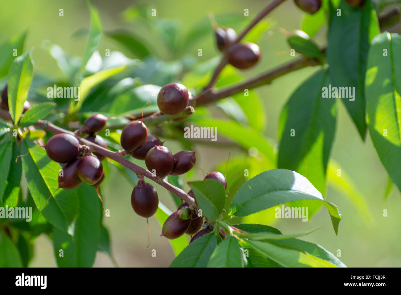 Small unripe apricots fruits riping on apricot tree in spring, farming ...