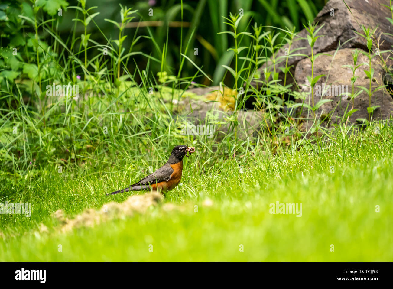 Issaquah, Washington, USA. Male American Robin carrying earthworm Stock ...