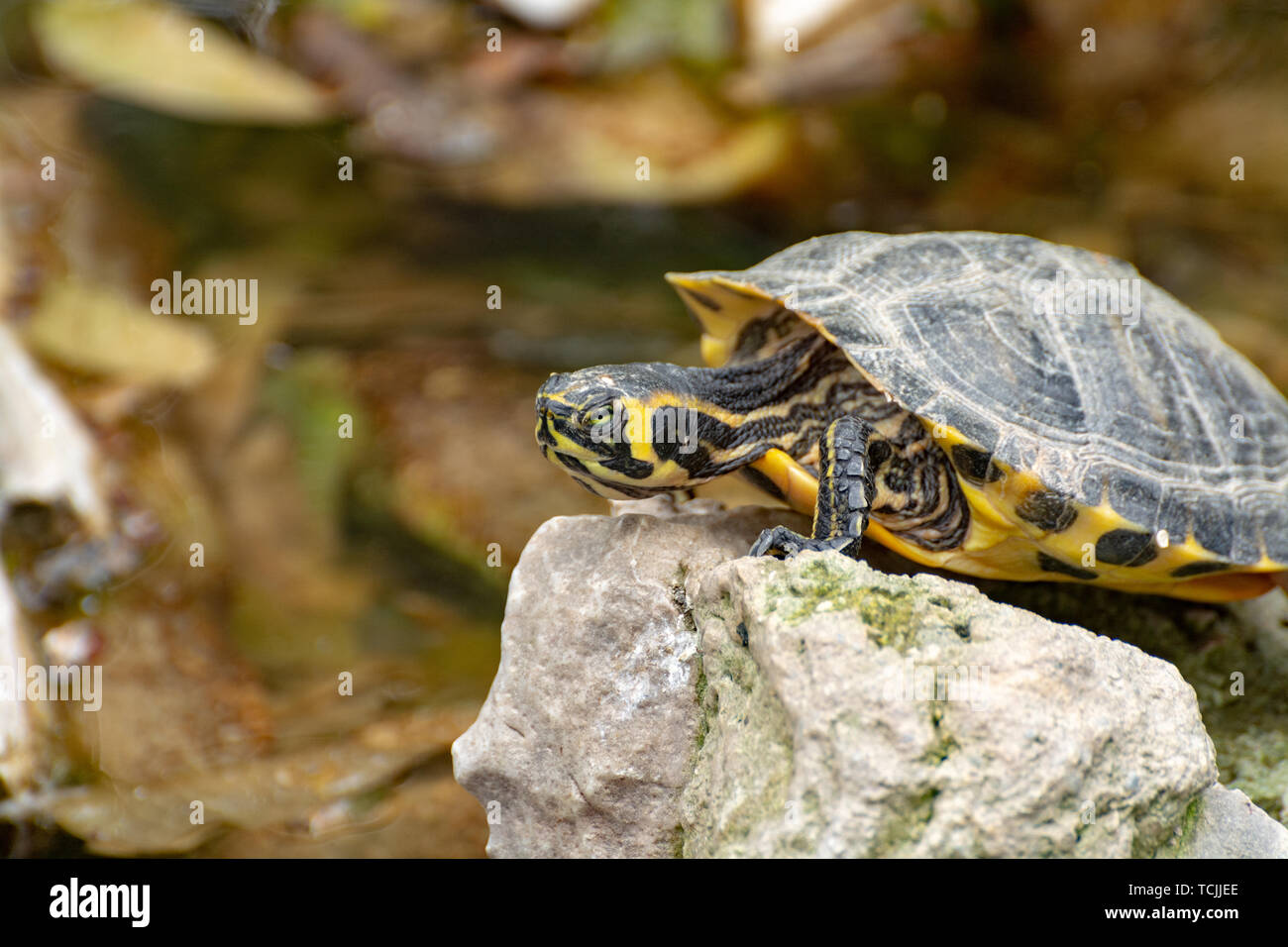 Yellow-bellied sliders, land and water turtles, sunbathing in pond ...
