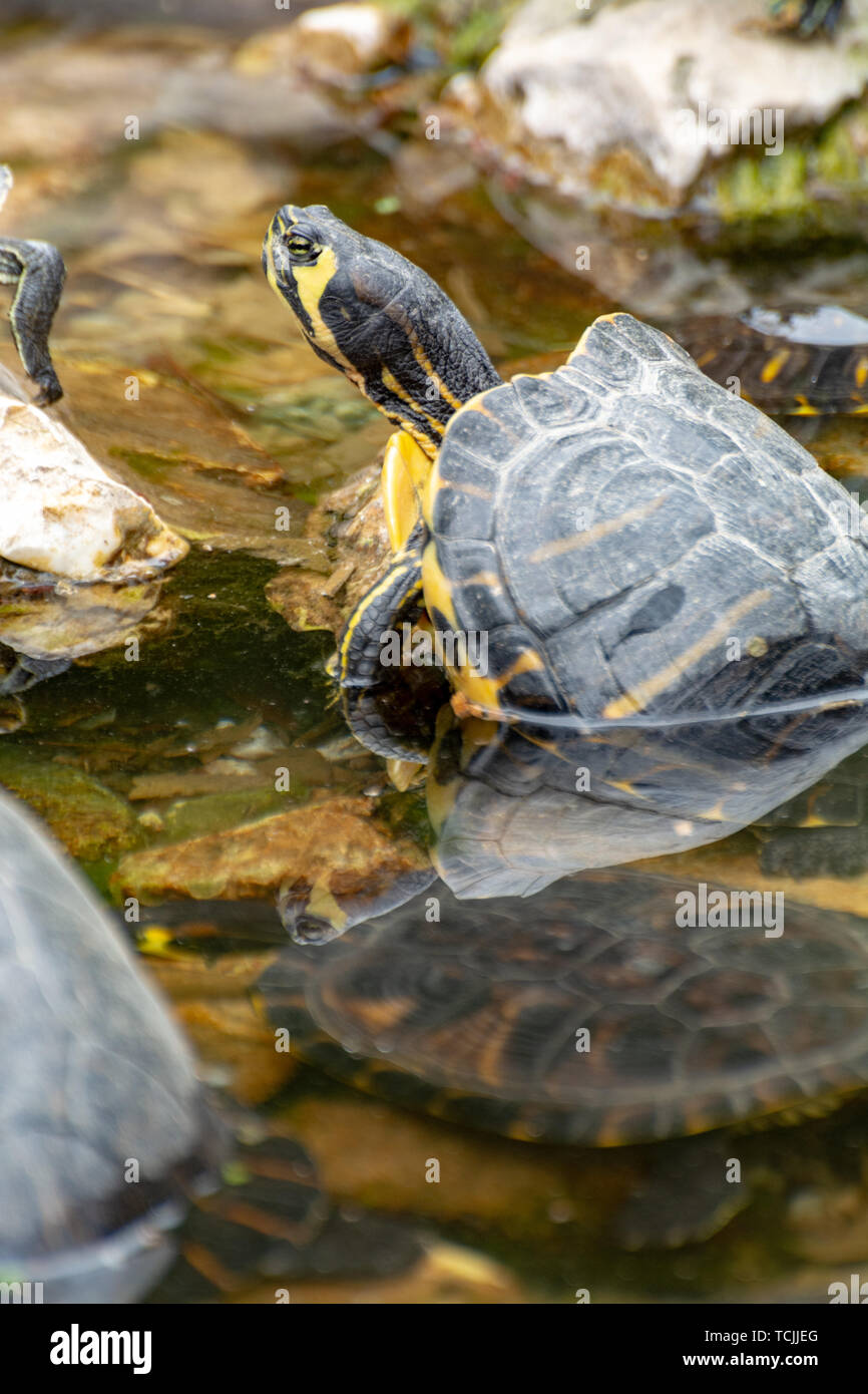 Yellow bellied pond sliders hi-res stock photography and images - Alamy