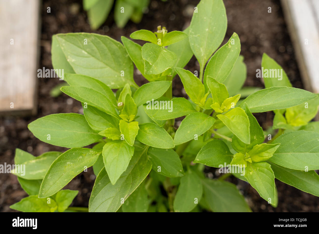Ocimum basilicum citrodorum hi-res stock photography and images - Alamy