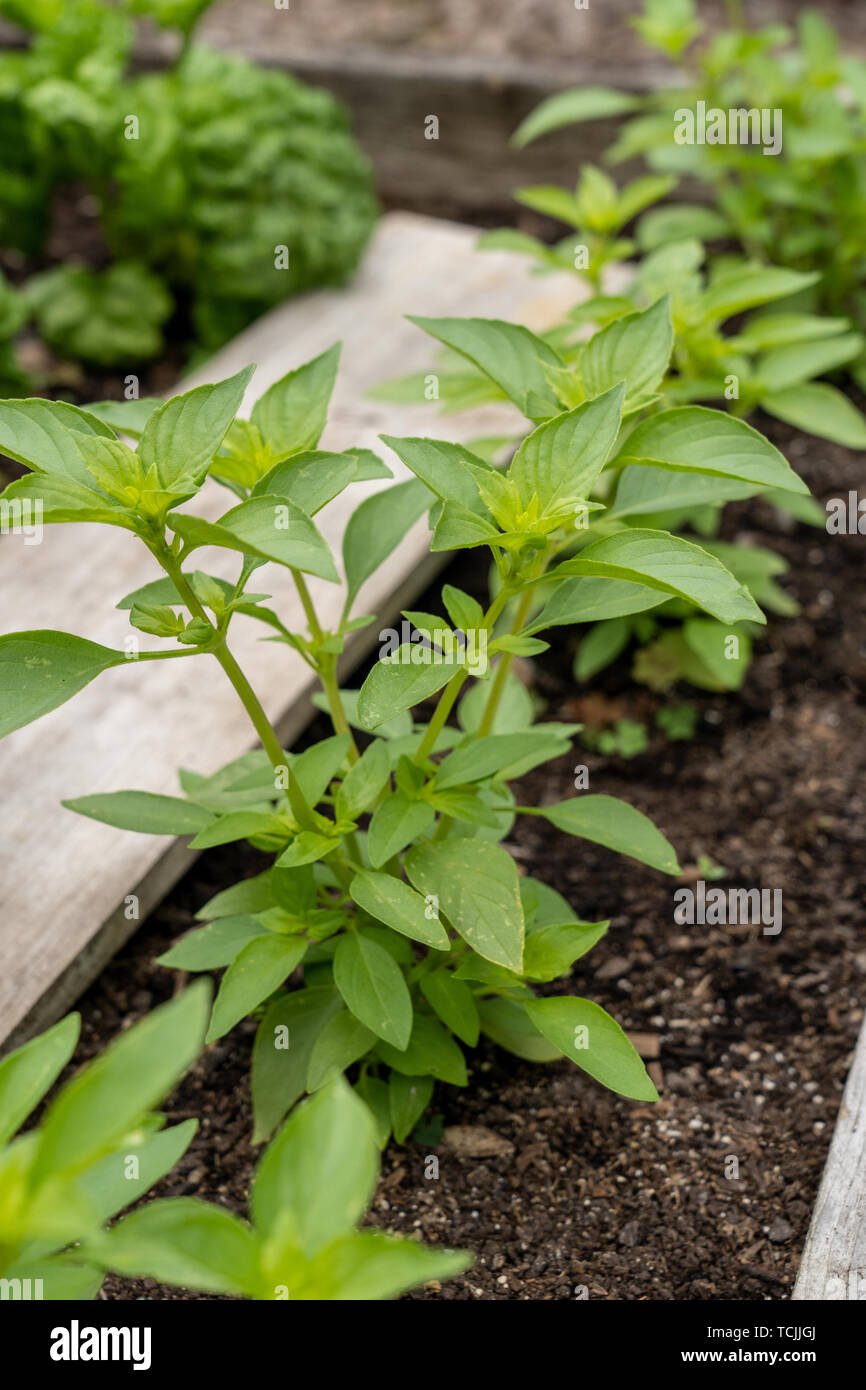 Ocimum basilicum citrodorum hi-res stock photography and images - Alamy