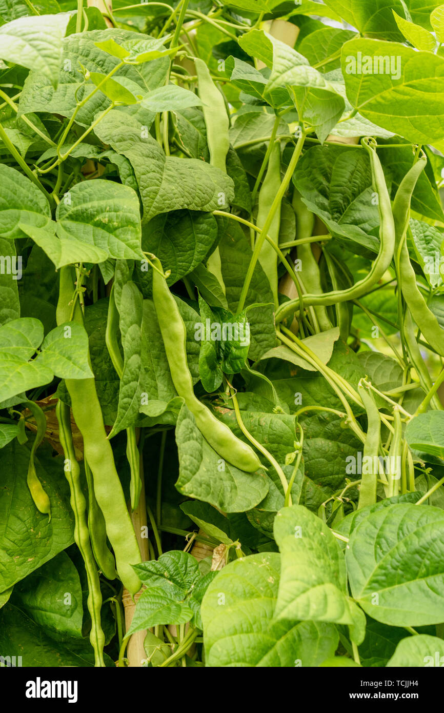 Romano pole bean hi-res stock photography and images - Alamy