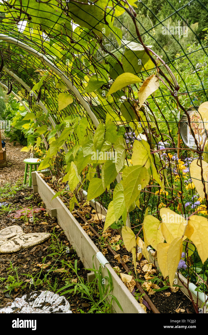 Trellis arch hi-res stock photography and images - Alamy