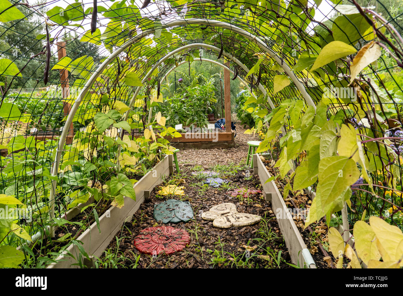 Violet Podded Beans High Resolution Stock Photography and Images - Alamy