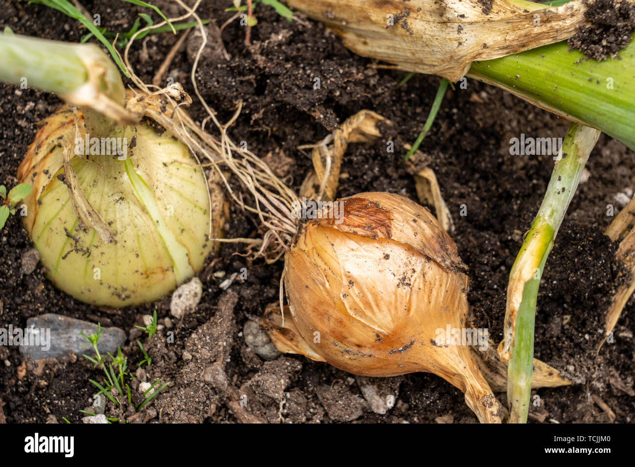 Bellevue, Washington, USA. Ripe onion plants ready to harvest Stock ...