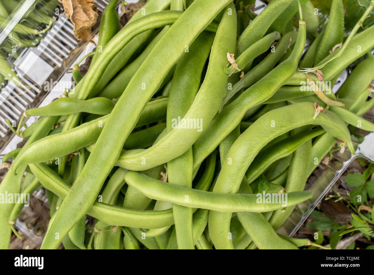 Romano pole bean hi-res stock photography and images - Alamy