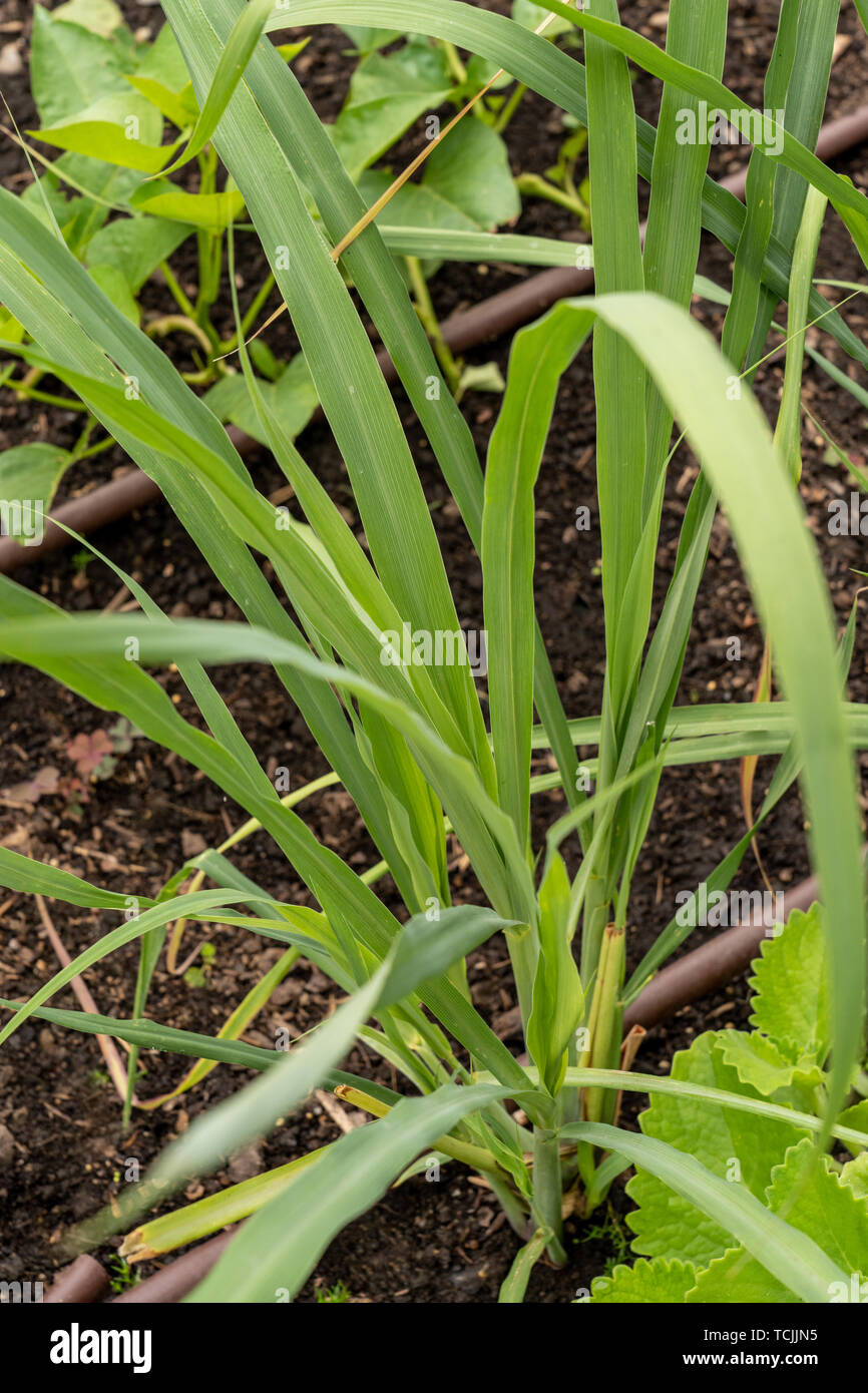 Bellevue, Washington, USA. Lemon Grass plants, commonly cultivated as ...
