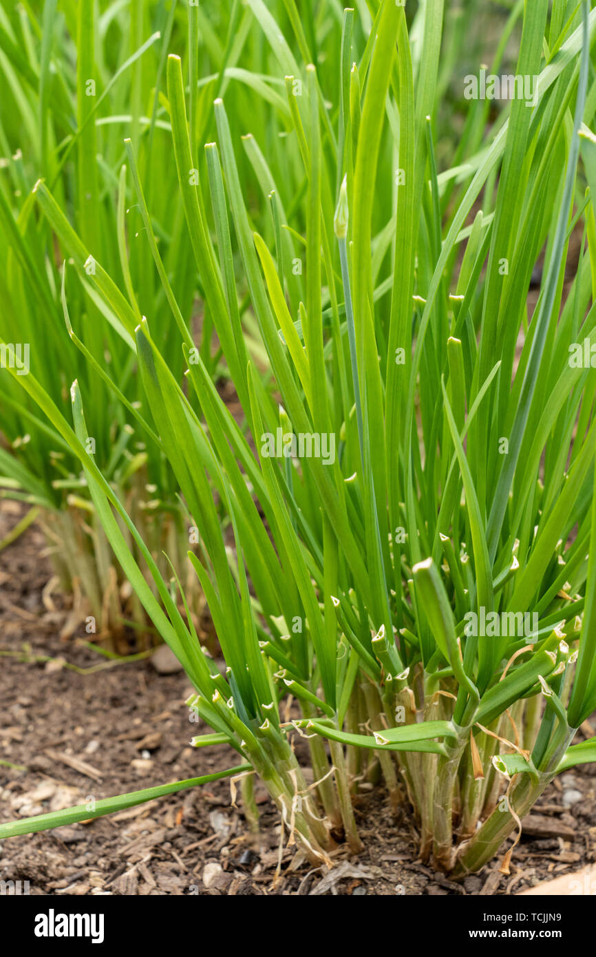 Bellevue, Washington, USA. Garlic Chive plants, also known as Asian ...