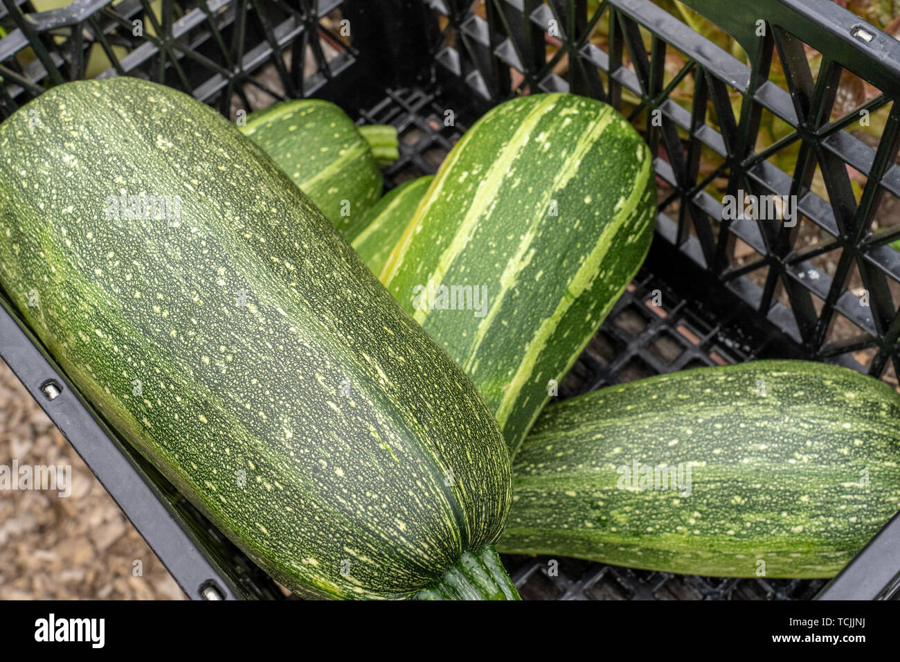 Bellevue, Washington, USA. Varieties of freshly harvested zucchini and ...