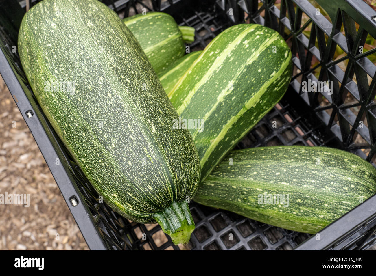 Bellevue, Washington, USA. Varieties of freshly harvested zucchini and ...