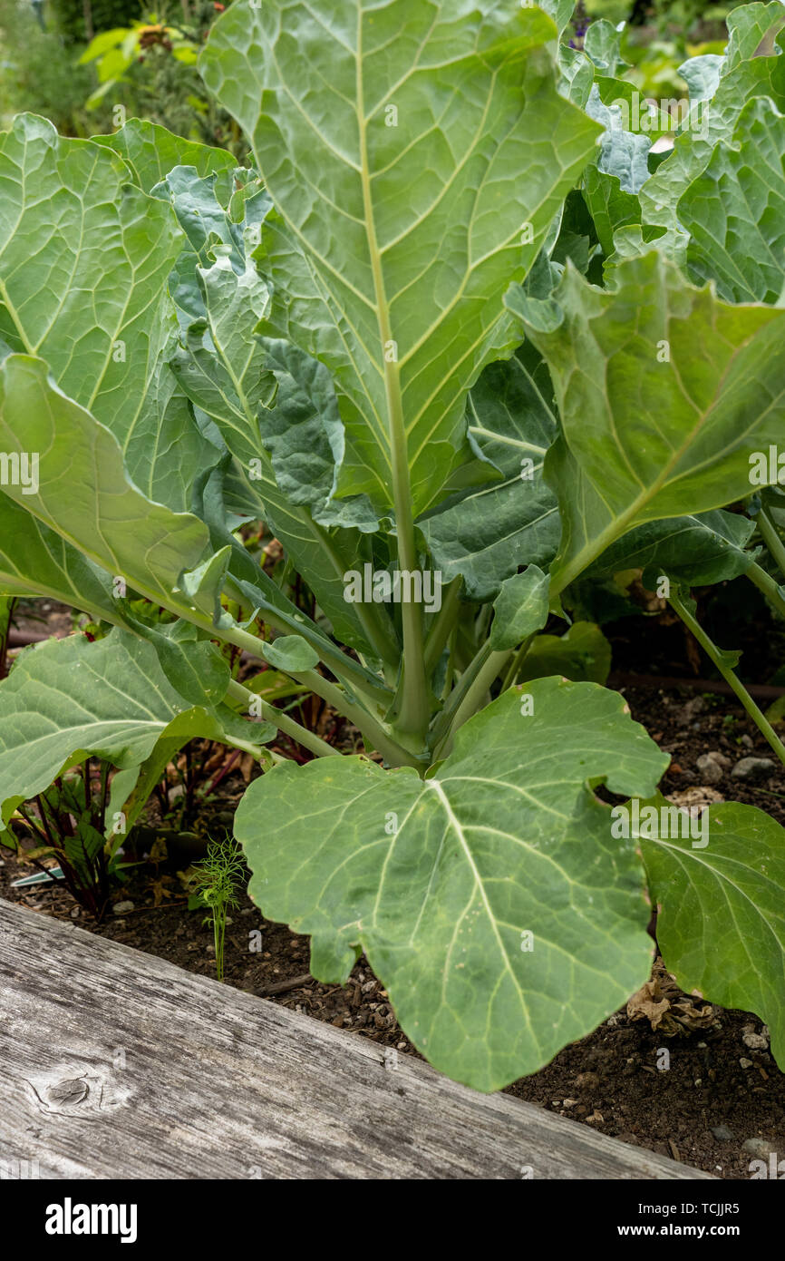 Cabbage garden bed hi-res stock photography and images - Alamy