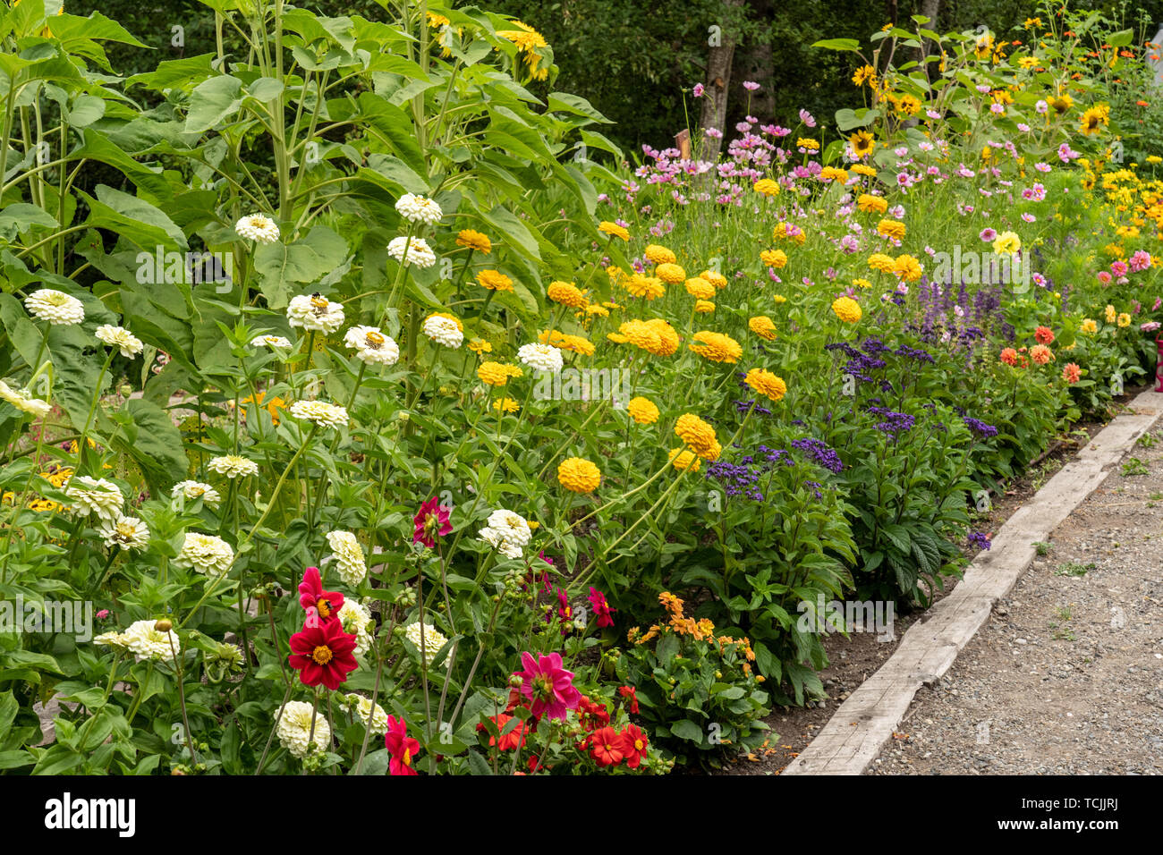 Path pathway through sunflowers hi-res stock photography and images - Alamy