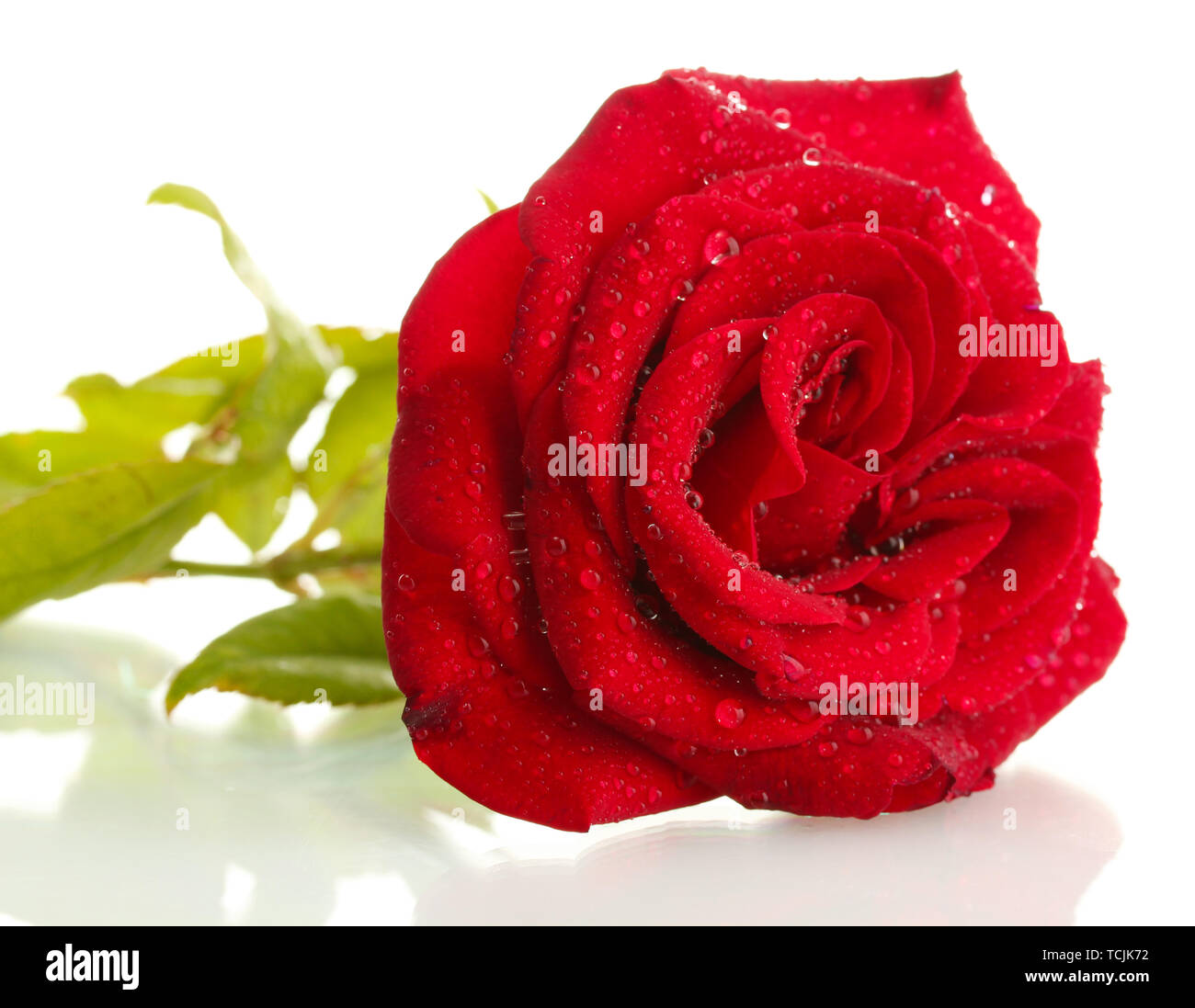 red rose isolated on white Stock Photo - Alamy