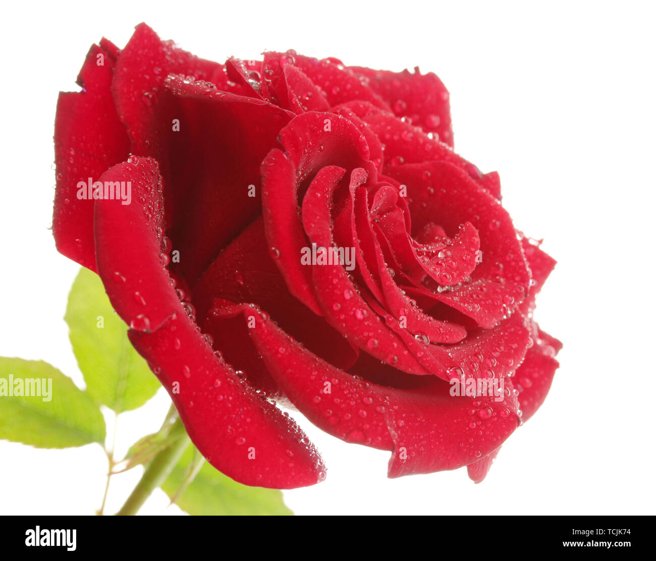 red rose isolated on white Stock Photo - Alamy