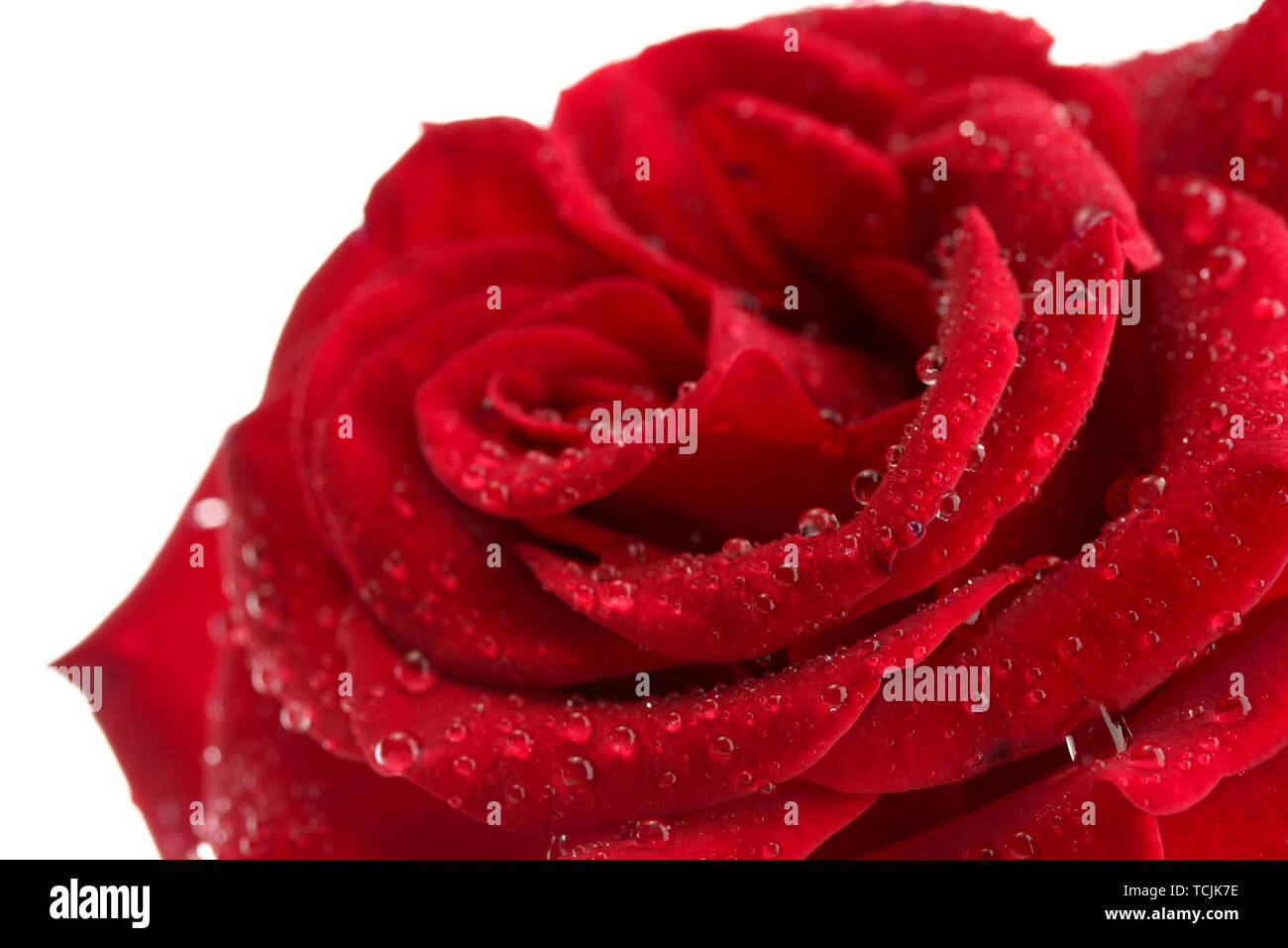 red rose isolated on white Stock Photo - Alamy