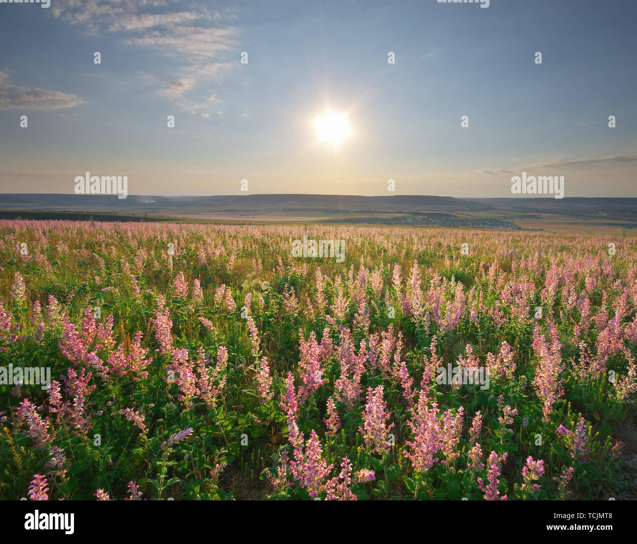 Spring meadow of flowers. Composition of nature Stock Photo - Alamy