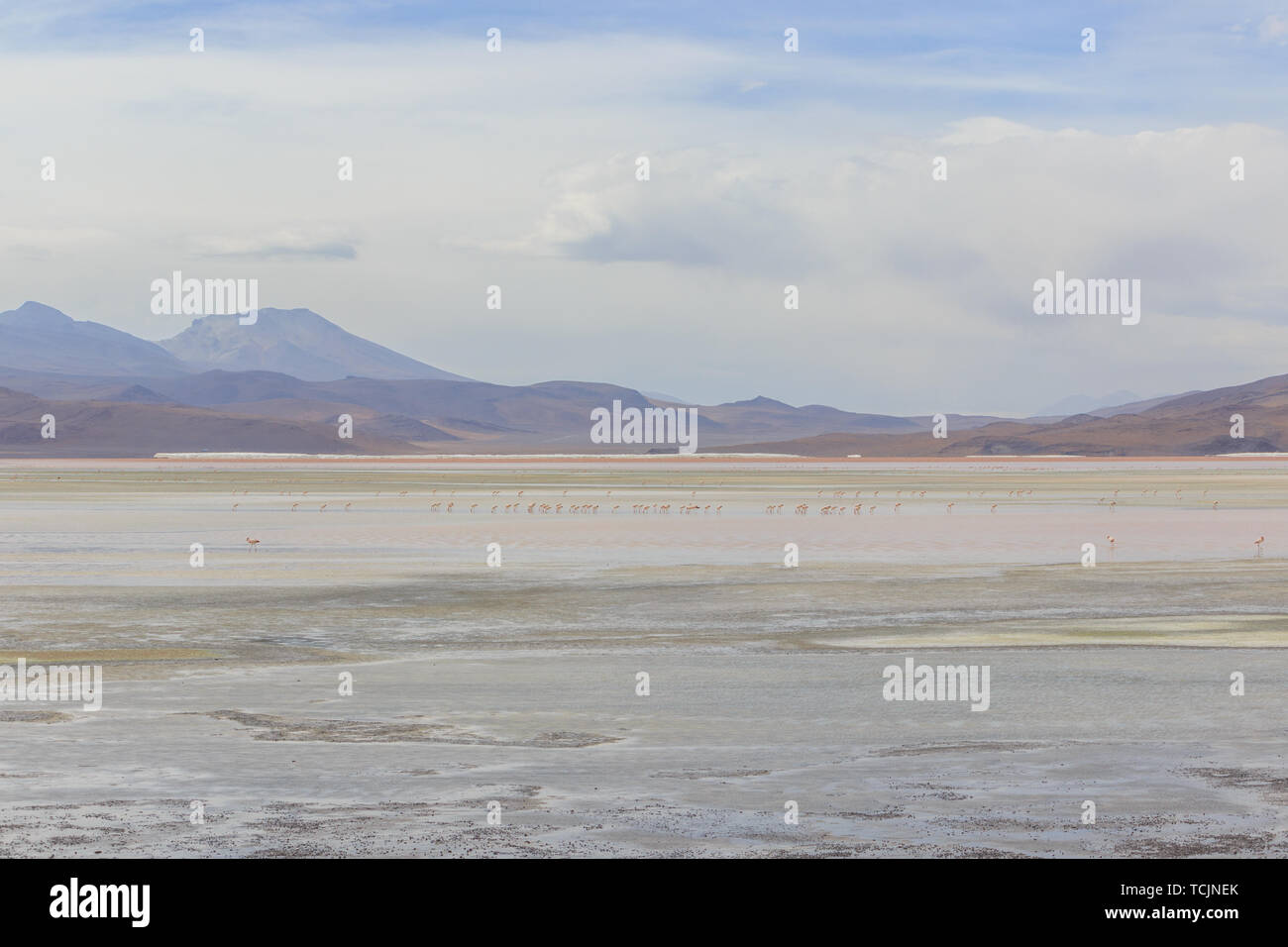 colorful lake laguna colorada in the salar the uyuni, bolivia Stock ...