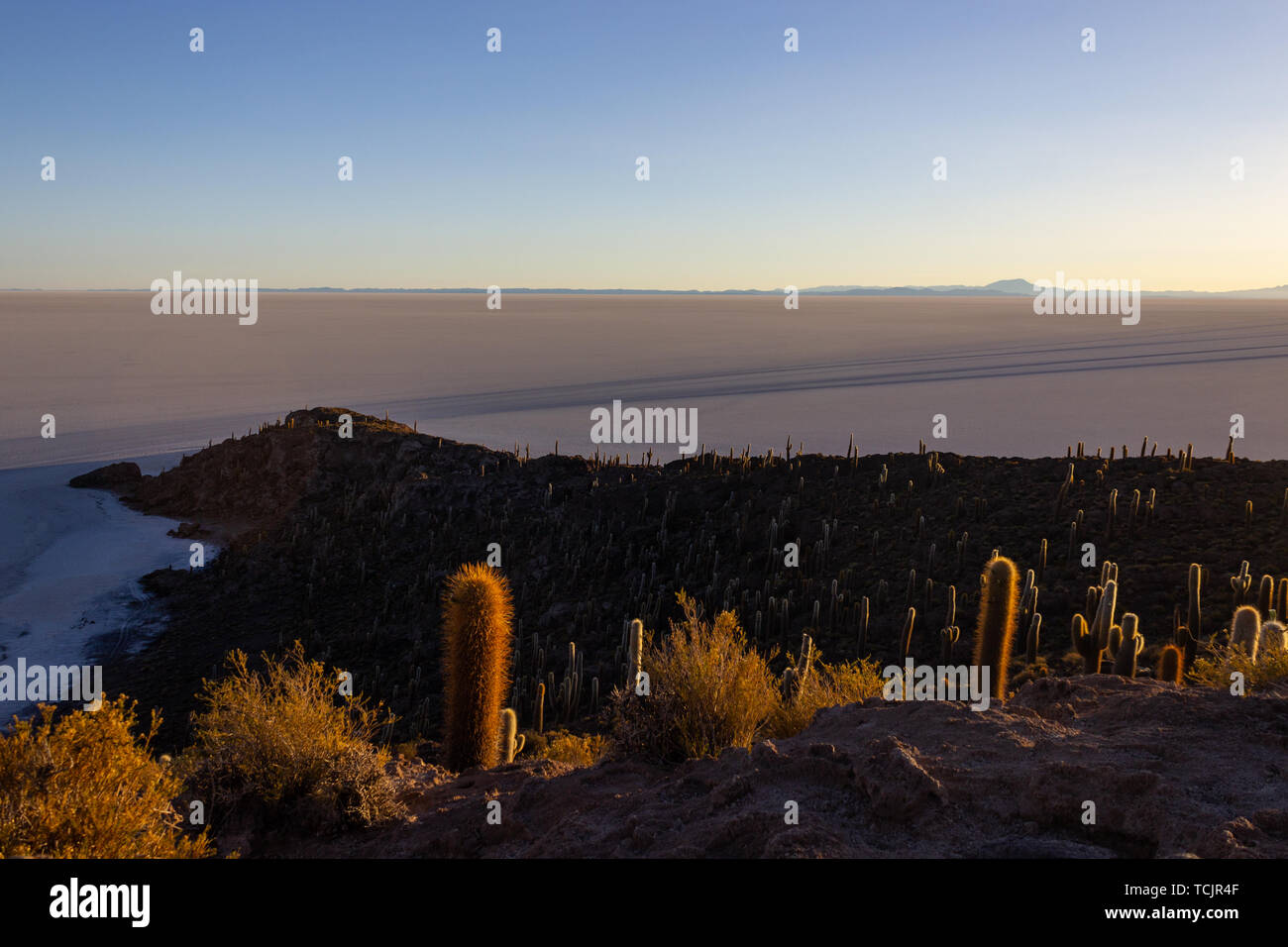 cacti sunlight by the sunrise in the salt desert salar de uyuni ...