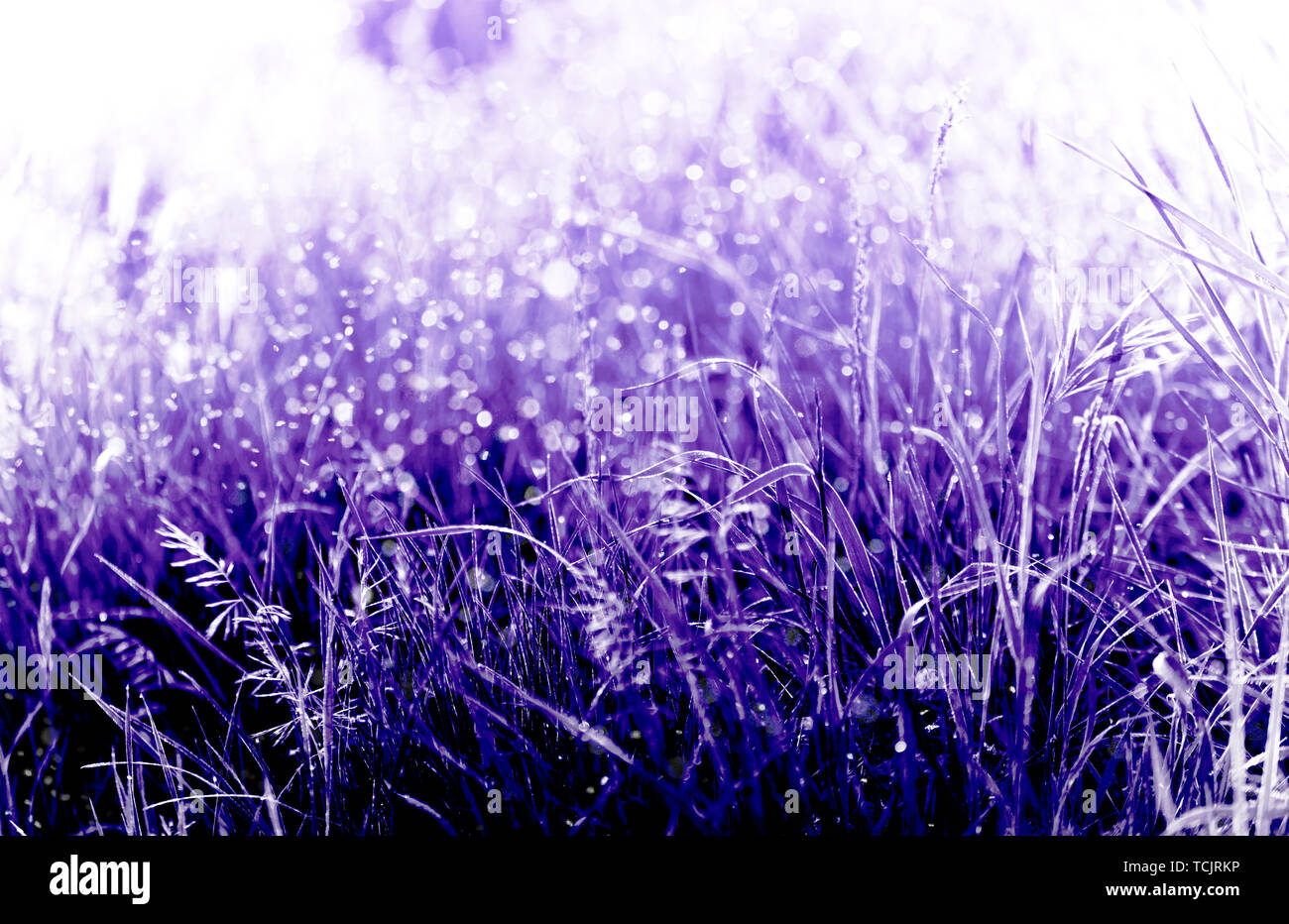 Proton purple colored creative abstract grass plants natural background ...