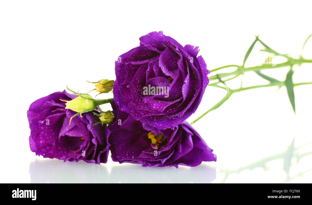 purple eustoma on white background Stock Photo - Alamy