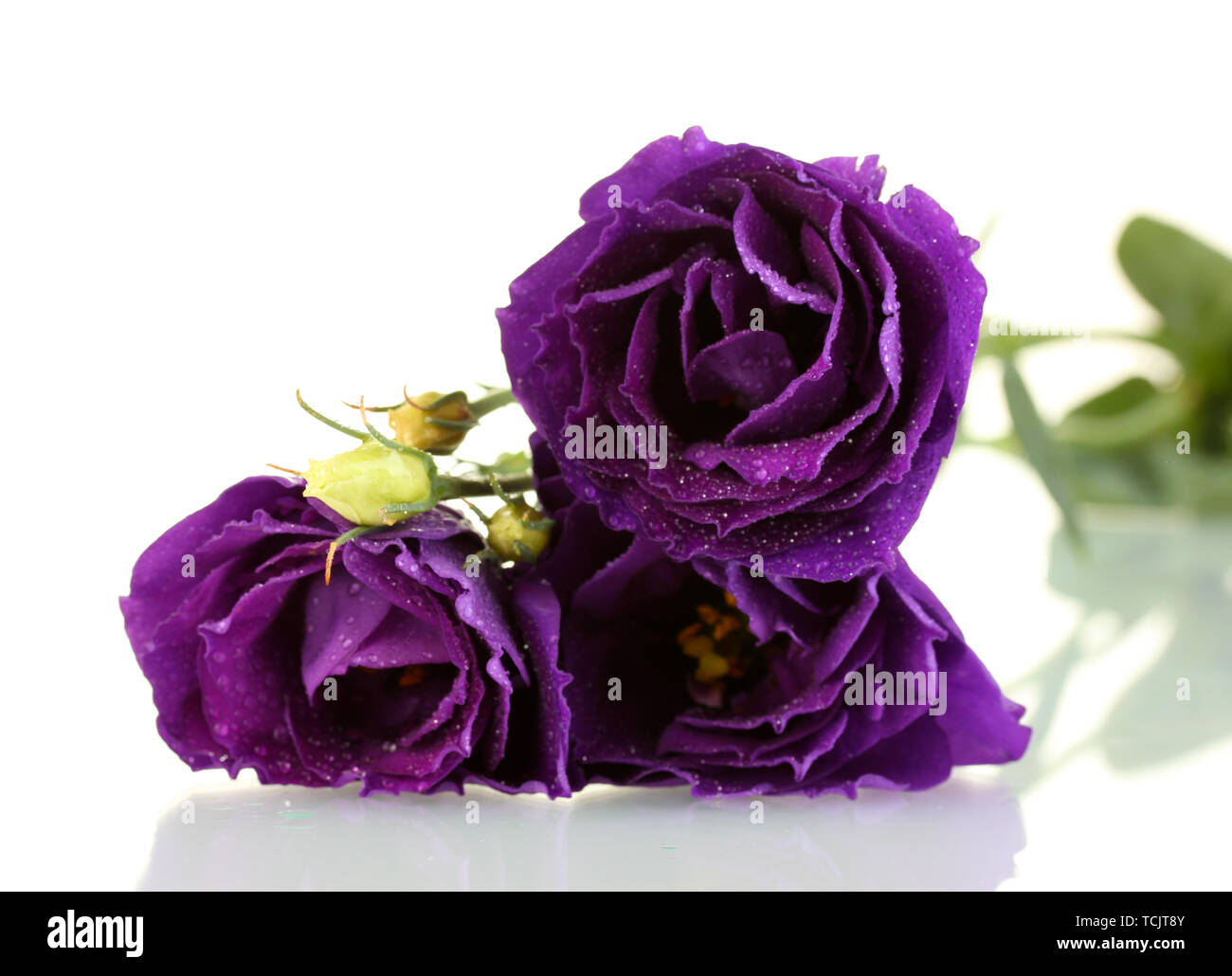 purple eustoma on white background Stock Photo - Alamy