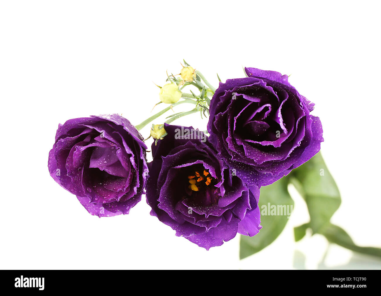 purple eustoma on white background Stock Photo - Alamy