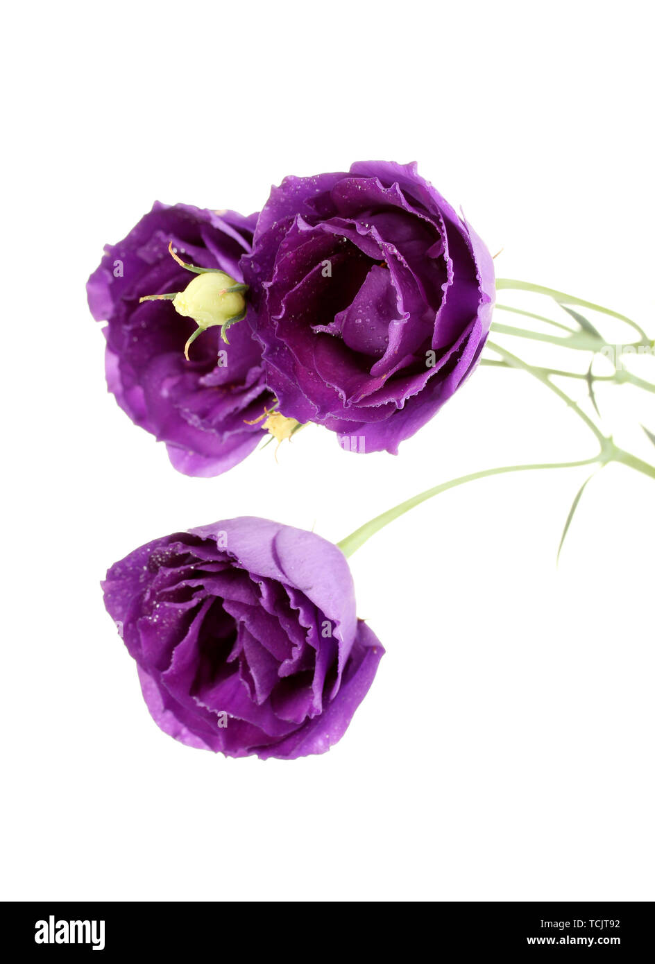 purple eustoma on white background Stock Photo - Alamy