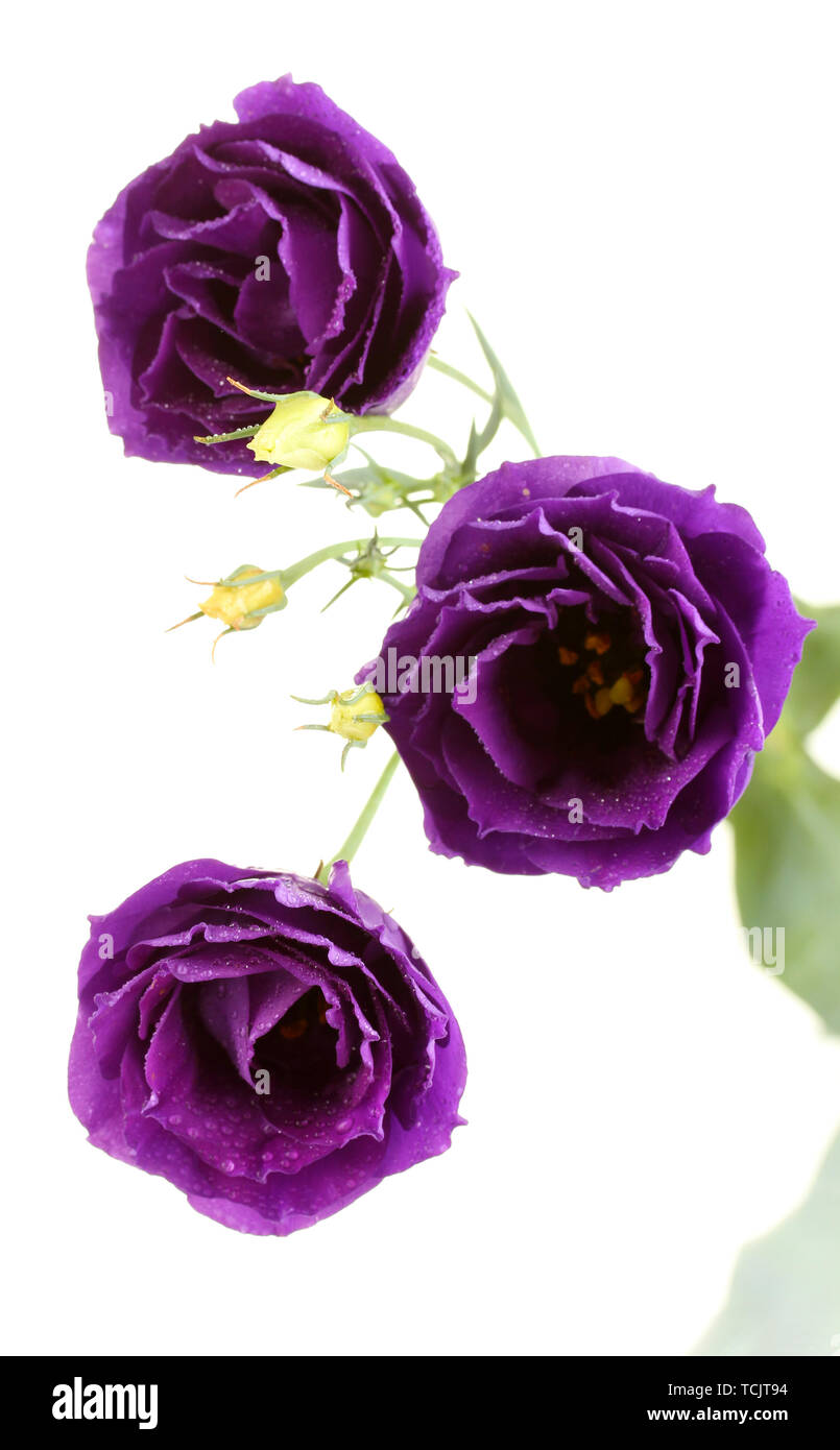 purple eustoma on white background Stock Photo - Alamy