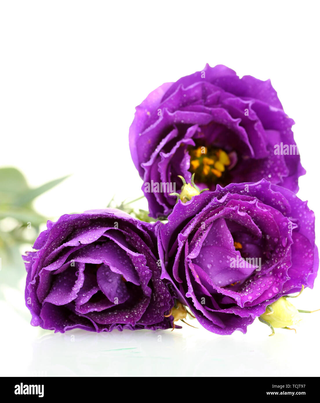 purple eustoma on white background Stock Photo - Alamy