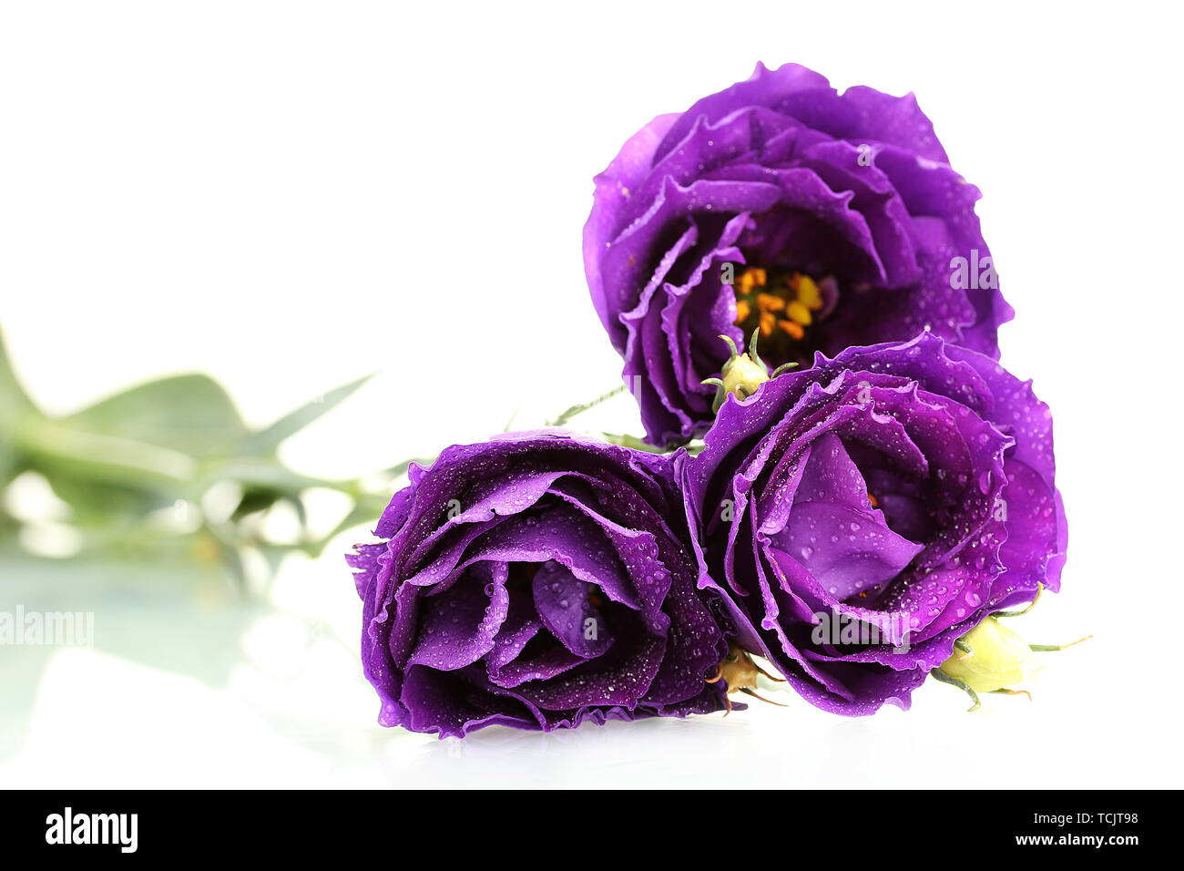 purple eustoma on white background Stock Photo - Alamy