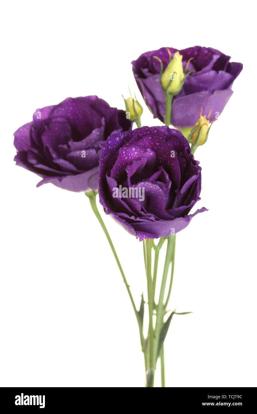 purple eustoma on white background Stock Photo - Alamy