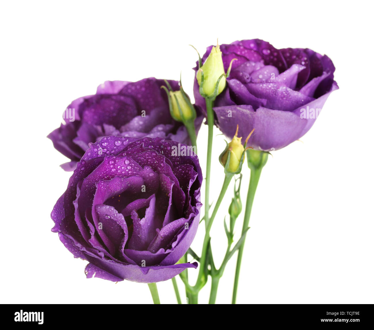 purple eustoma on white background Stock Photo - Alamy