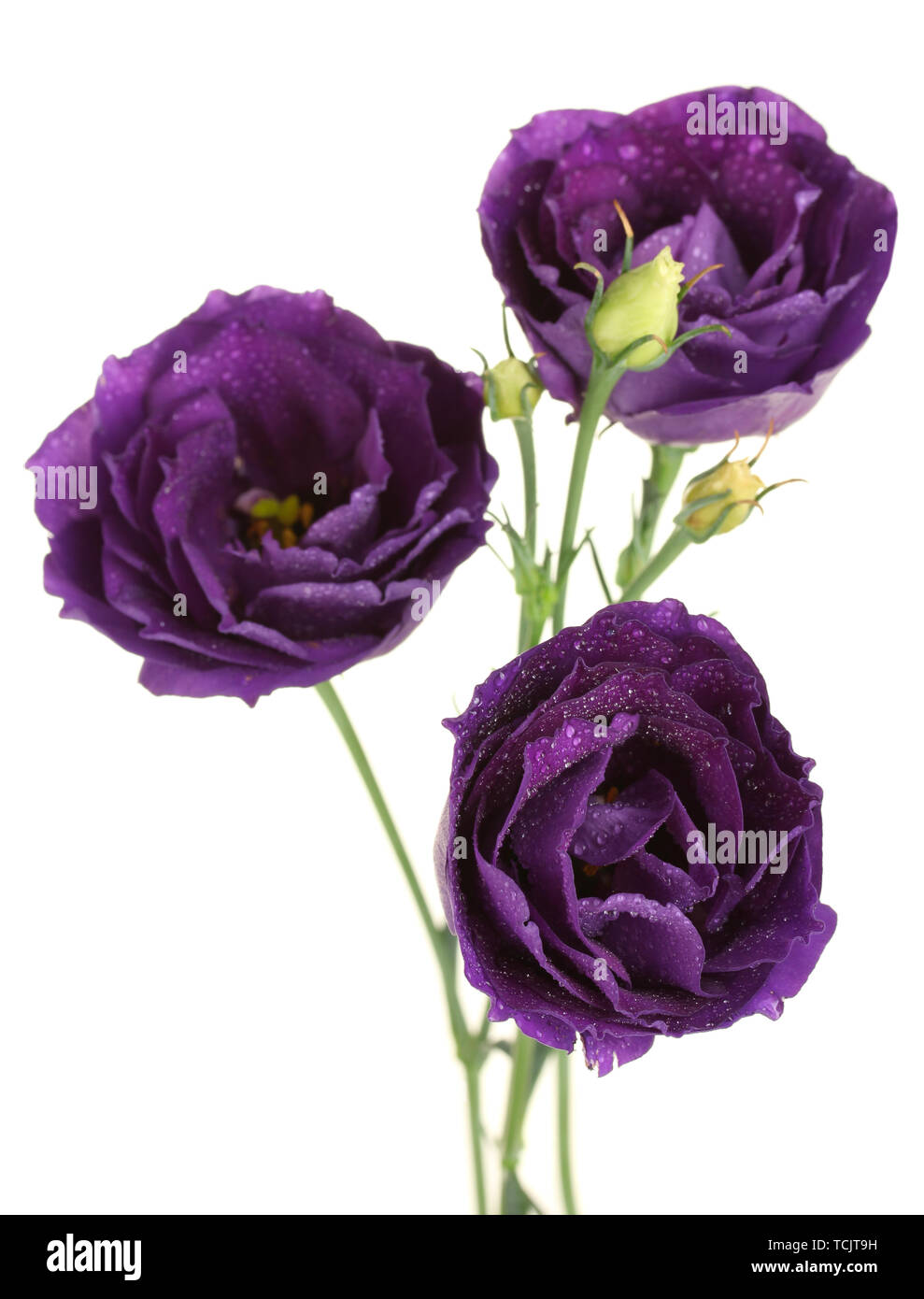 purple eustoma on white background Stock Photo - Alamy