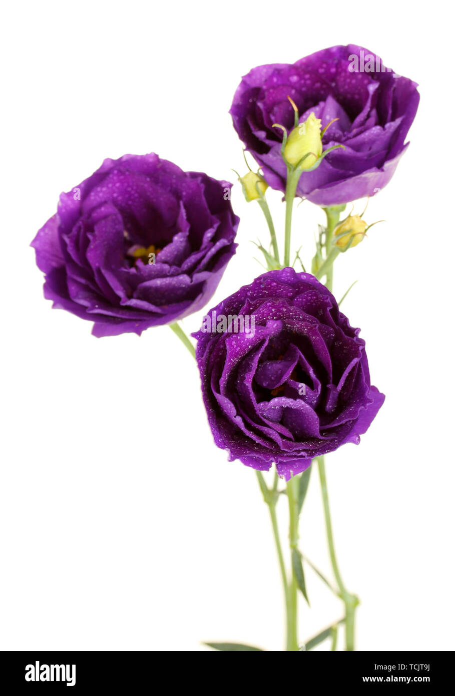 purple eustoma on white background Stock Photo - Alamy