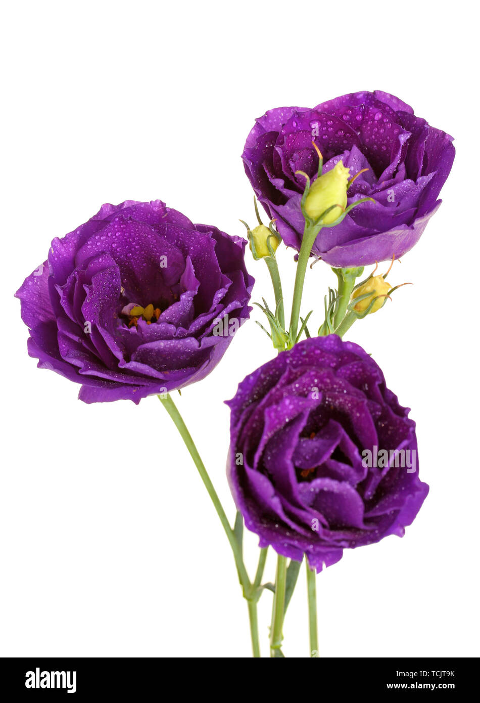 purple eustoma on white background Stock Photo - Alamy