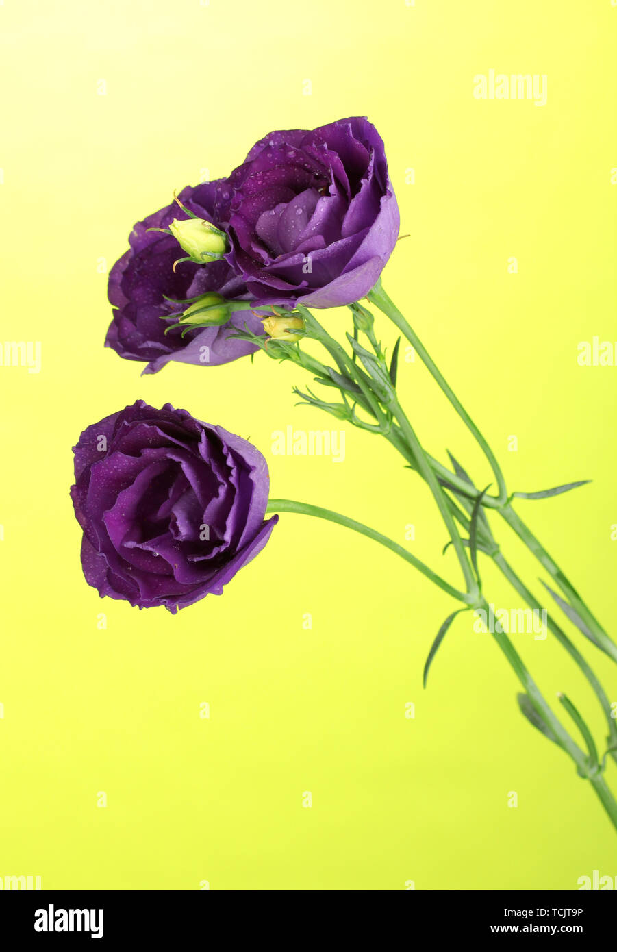 purple eustoma on bright green background Stock Photo - Alamy