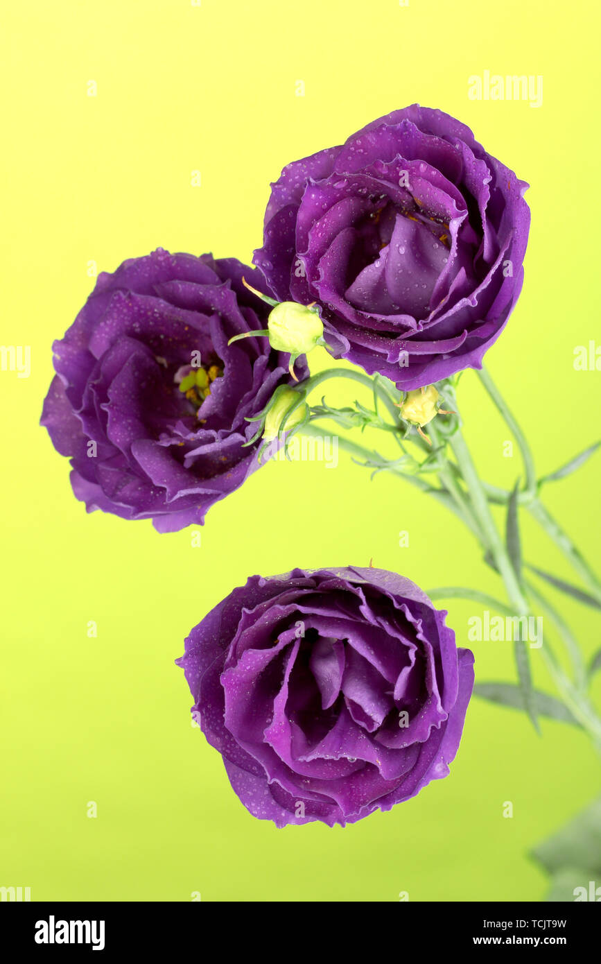 purple eustoma on bright green background Stock Photo - Alamy