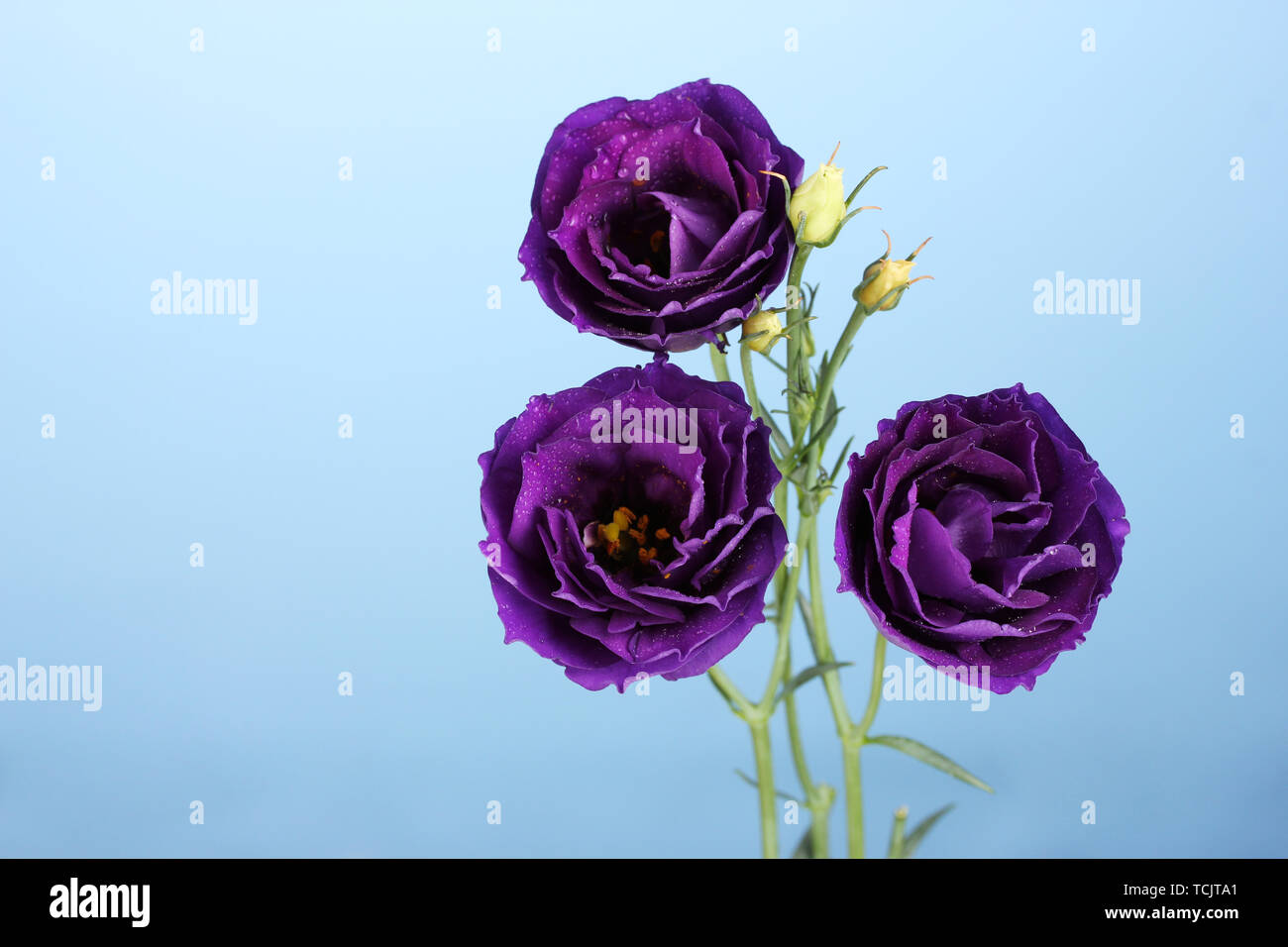 purple eustoma on blue background Stock Photo - Alamy
