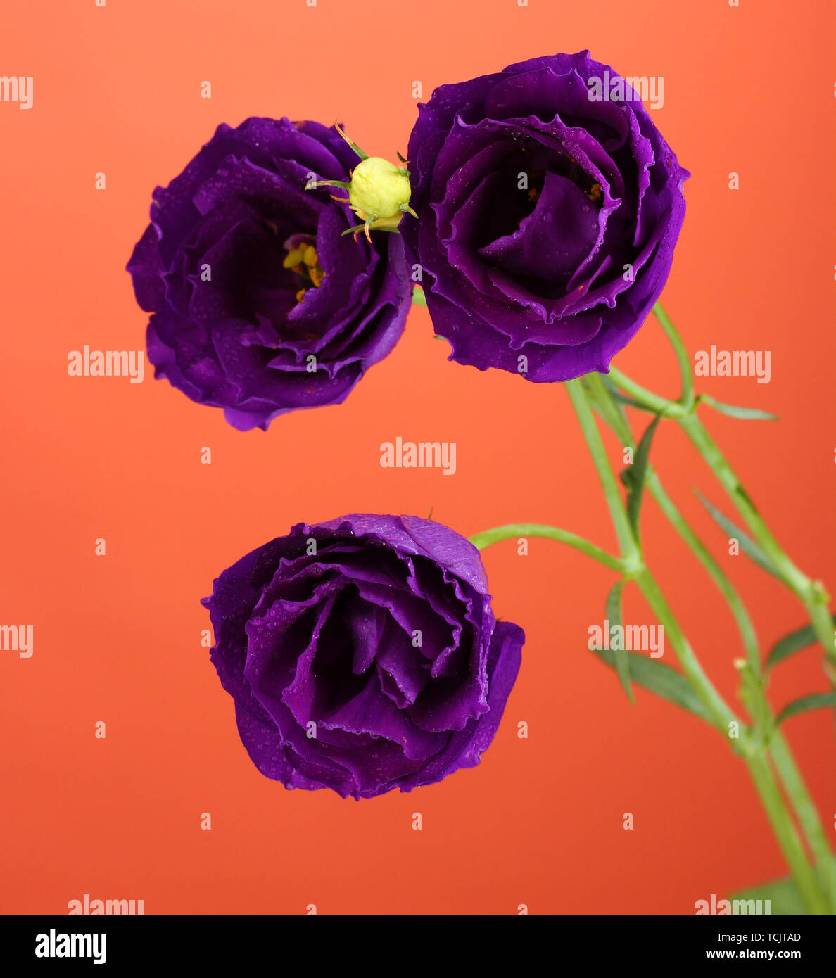 purple eustoma on red background Stock Photo - Alamy
