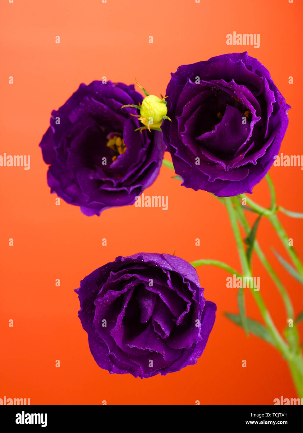 purple eustoma on red background Stock Photo - Alamy