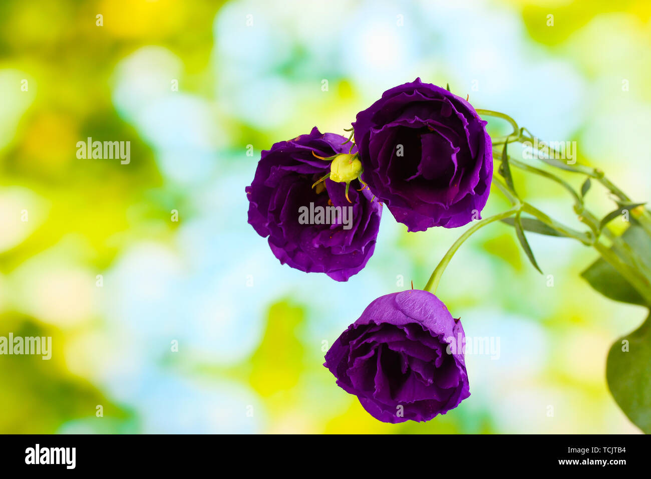 purple eustoma on bright green background Stock Photo - Alamy